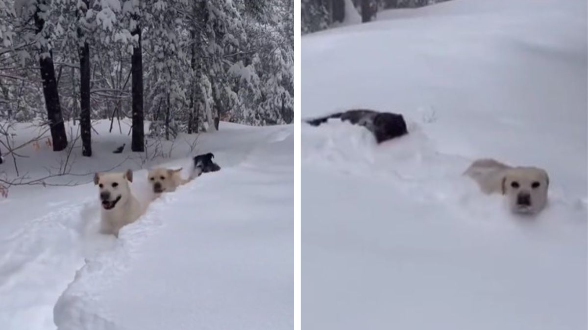 5 Labradors, 2 Humans, And A Whole Lot Of Snow: Cutest Hike Ever ...