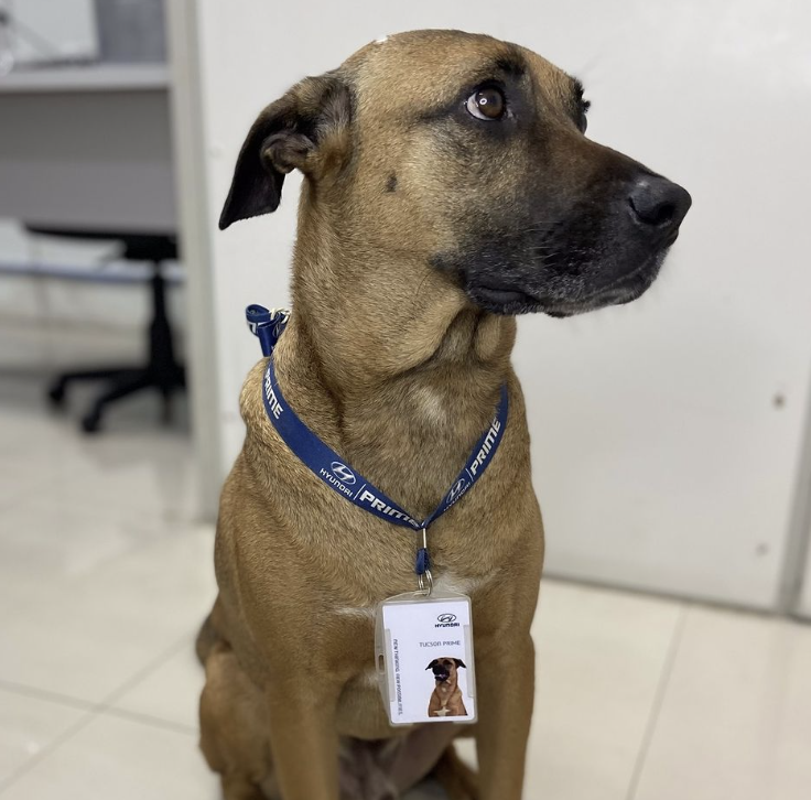Stray Pup Seen Hanging Around Hyundai Dealership Gets “Hired” As Sales ...