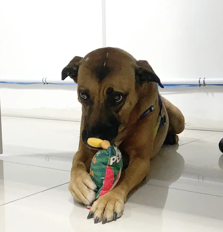 Stray Pup Seen Hanging Around Hyundai Dealership Gets "Hired" As Sales ...