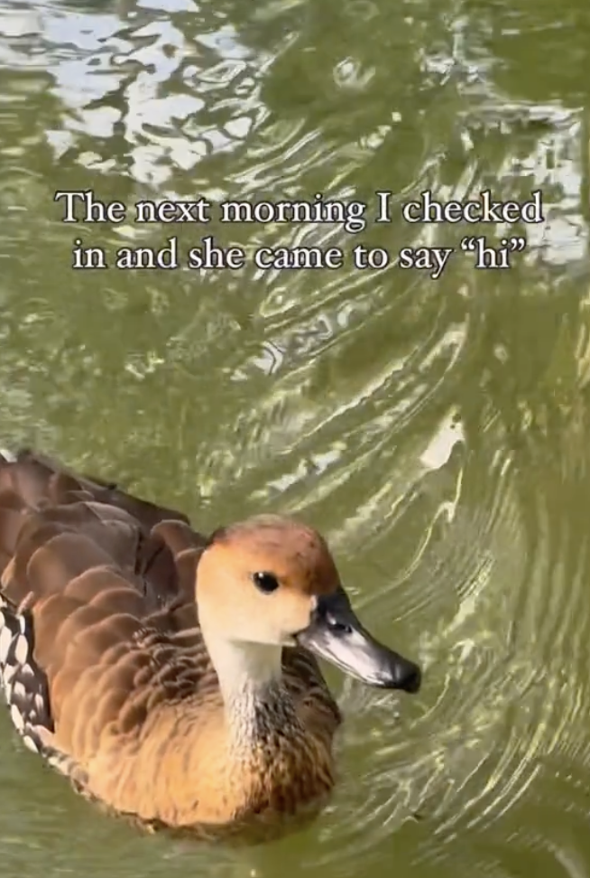 Ducks Push “Dead” Friend Toward Woman, Who Realizes They’re Asking For ...