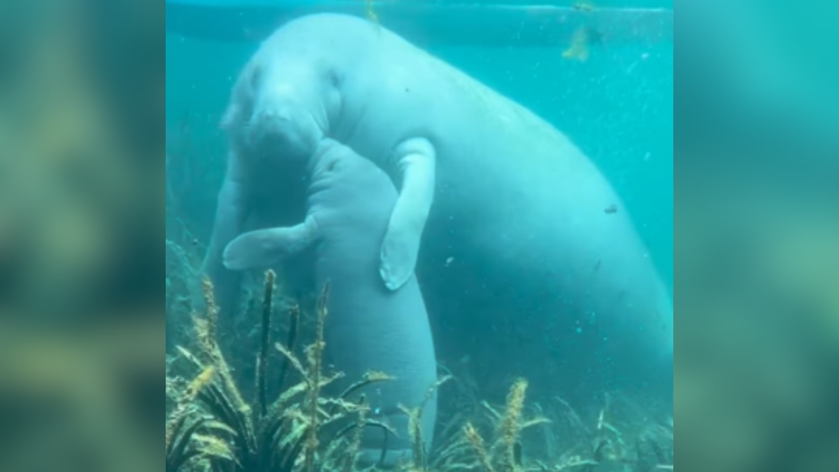 Baby Manatee And Mom Caught Hugging Each Other Underwater In Precious ...