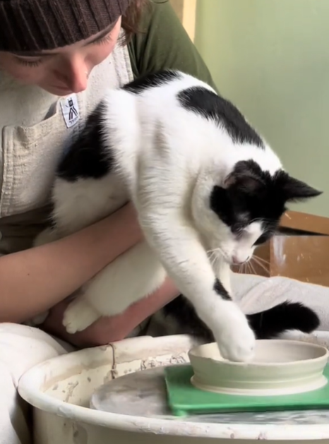 Cat Creates Purrfectly Unique Works Of Pottery With Her Owner.