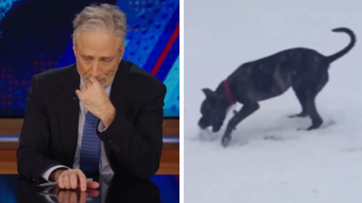Tearful Jon Stewart Gives Emotional Farewell to Beloved Dog "Dipper ...