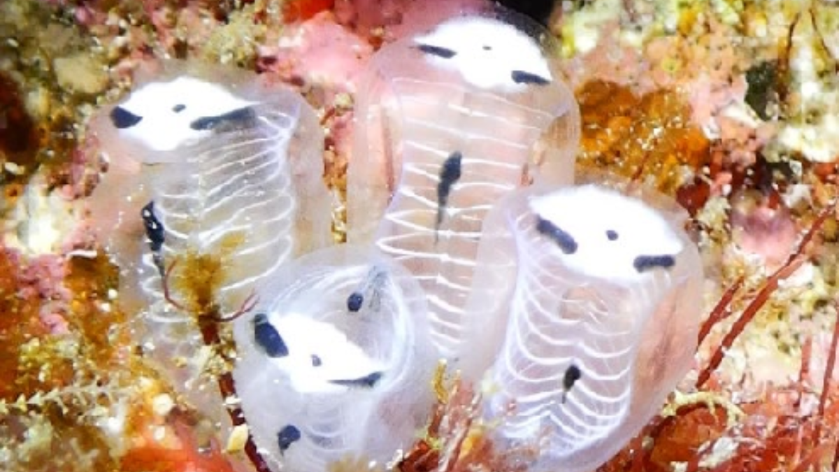 Creepy-Cute: Japan's Newly Discovered Species Looks Like Both A ...