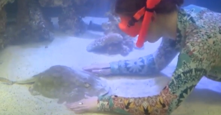 Stingray's "Miracle Pregnancy" Has Aquarists Puzzled… Is The Father A ...