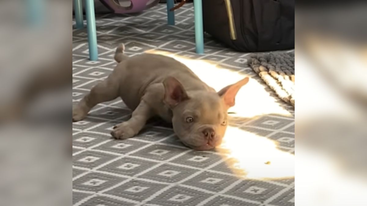 Abused Puppy With "Backwards Legs" Proves He's A Fighter — And Takes ...