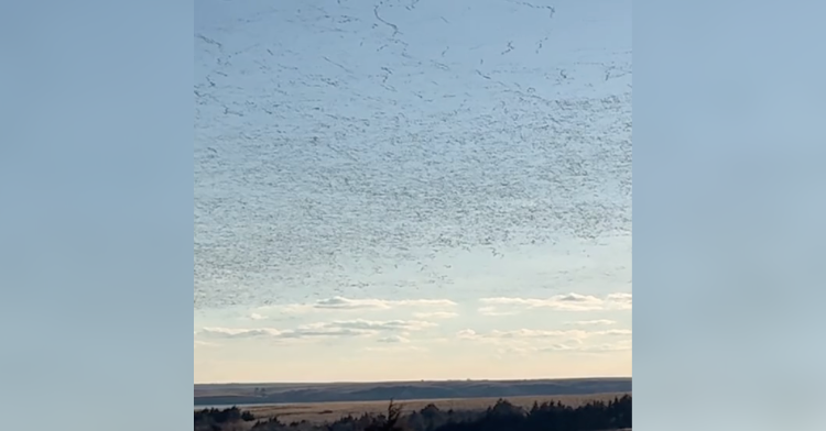 Mesmerizing Clip Shows Thousands Of Migrating Snow Geese Soaring Across ...