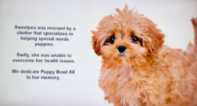 Remembering Sweetpea: The Tiny Puppy That Stole Our Hearts, And The ...