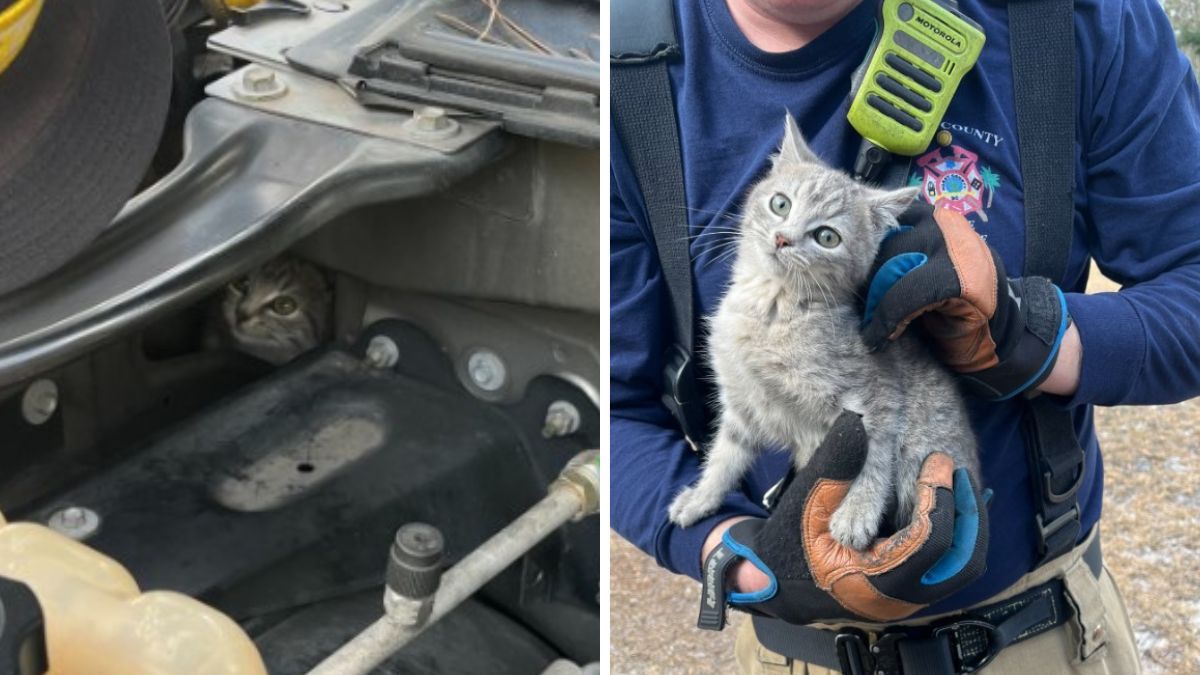 Firefighters Come To The Rescue Of Adorable Kitten Trapped In Car 9657