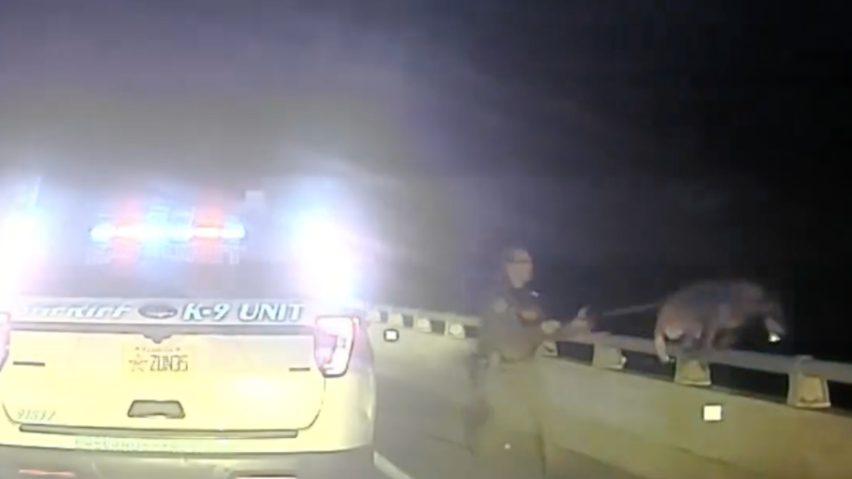 Officer With Lightning-Fast Reflexes Saves Police Dog From A 75-Foot Fall