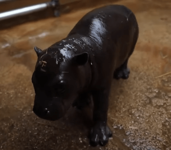 “Extremely Important” and Adorable Pygmy Hippo Born in Greece Zoo