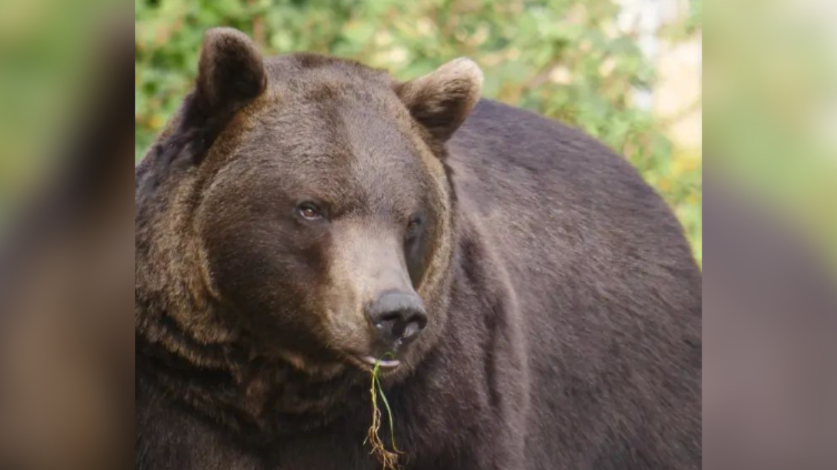 Move Over, March Madness — March Napness Will Crown The Sleepiest Bear ...