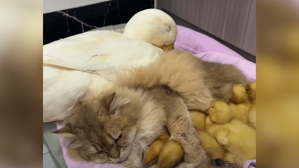 Daily Dose Of Adorable: Cats, Ducks, And Ducklings Snuggle Up For ...