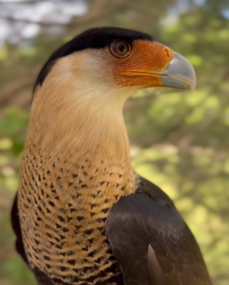 The Mood Ring Of Birds: Watch A Crested Caracara's Face Change Color!
