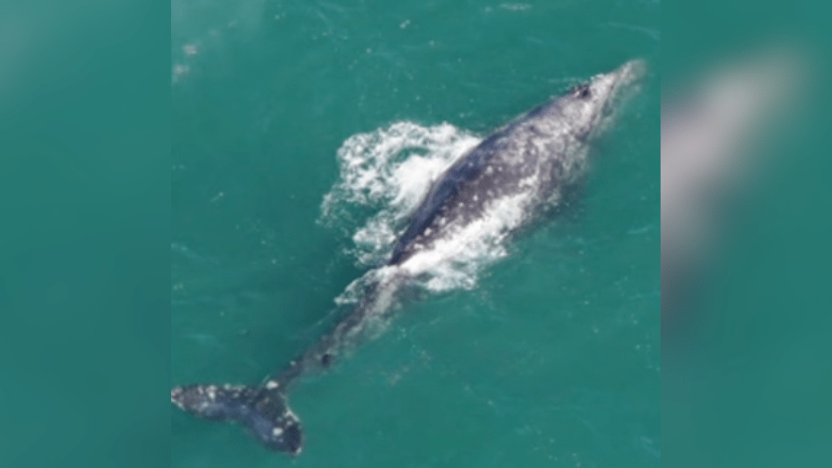 Whale Species Extinct In The Atlantic Ocean Spotted For The First Time ...