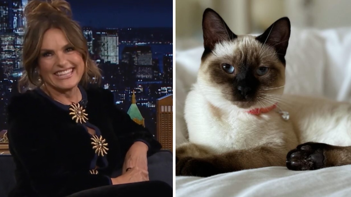 Taylor Swift Named Her Cat After Mariska Hargitay, And Mariska ... Taylor Swift Named Her Cat After Mariska Hargitay, And Mariska ...
