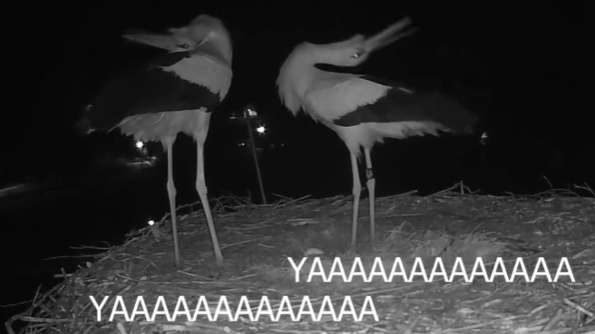 Storks Celebrate Their First Egg With Hilarious Happy "Dance" – InspireMore