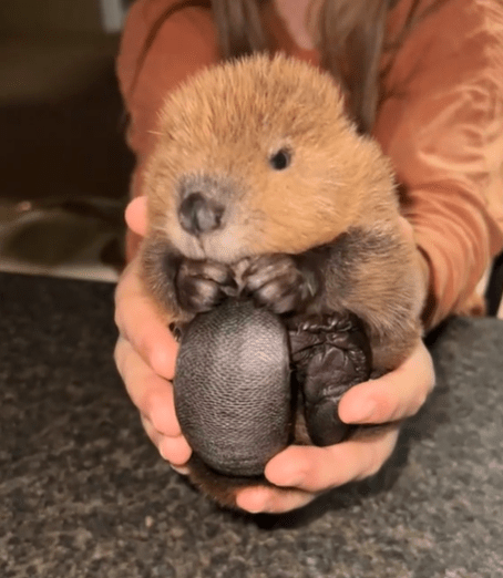 Tiny Baby Beaver Is The Cutest Creature You'll See Today