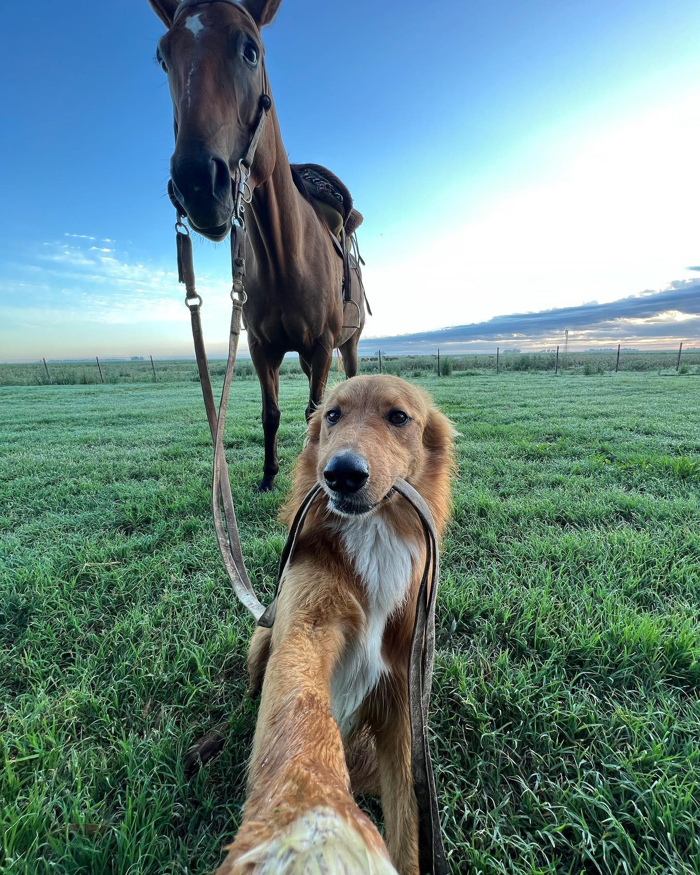 Adorable Pup Masters The Art Of Selfies — See His Cutest Snaps
