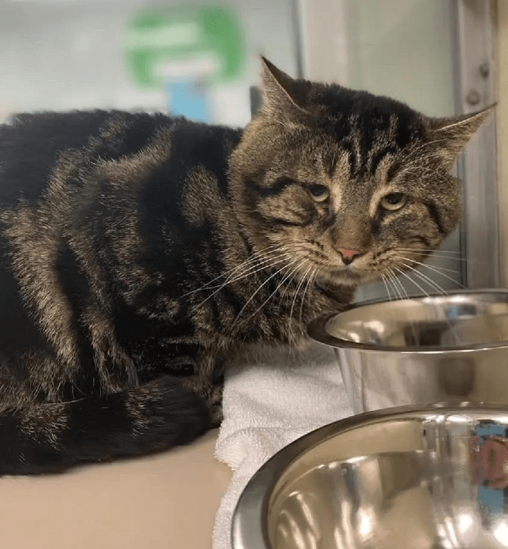 Fishtopher The "Sad" Cat Is Transformed When He's Adopted – InspireMore