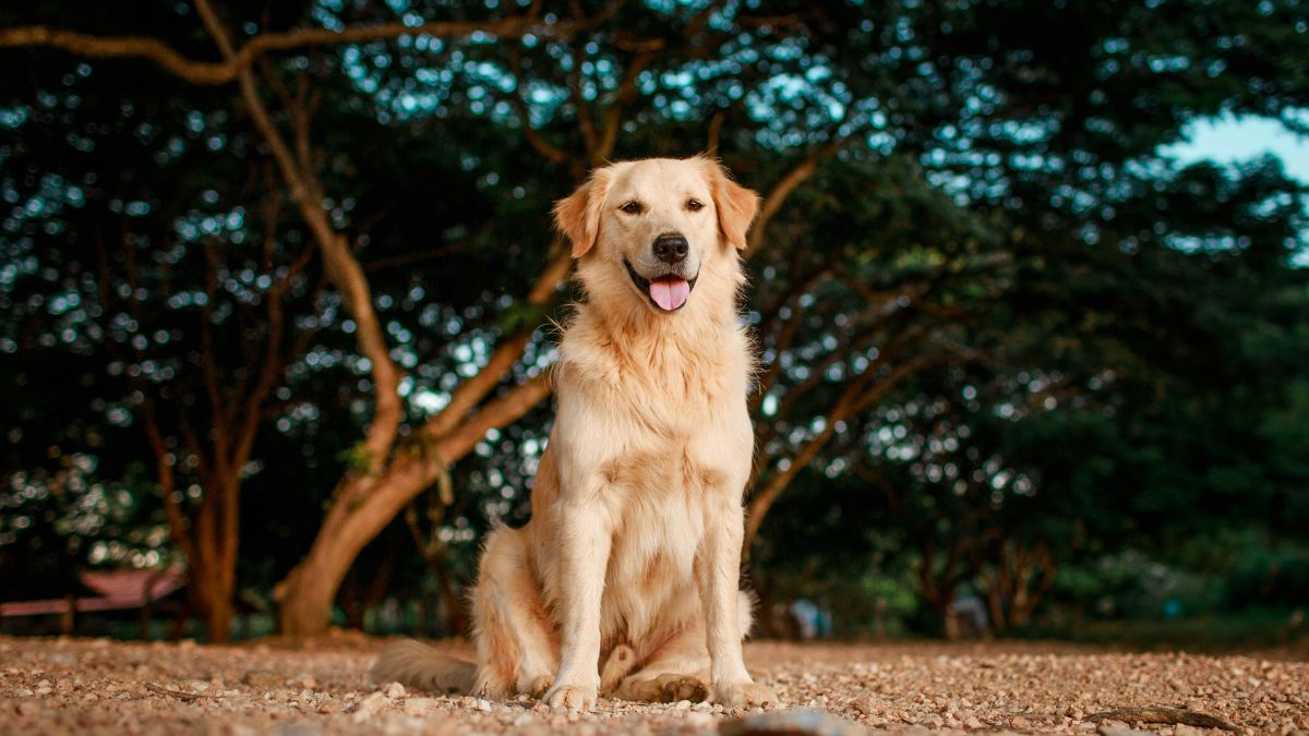 Friendly Golden Retriever Photobombs 1,000 Google Maps Pics