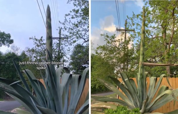 Heartbreaking Milestone For Huge, Decades-Old "Century Plant" – InspireMore