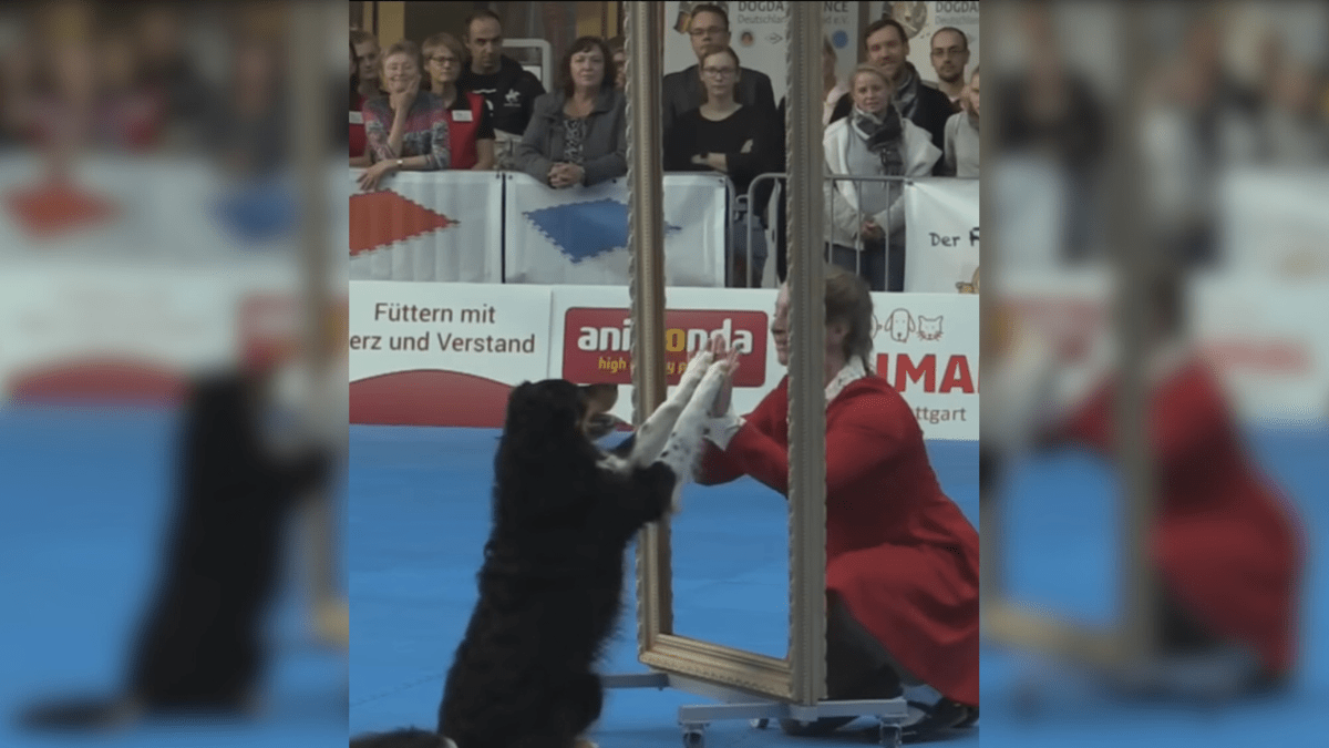 Dancer And Her Four-Legged Partner Put On An Astonishing Routine