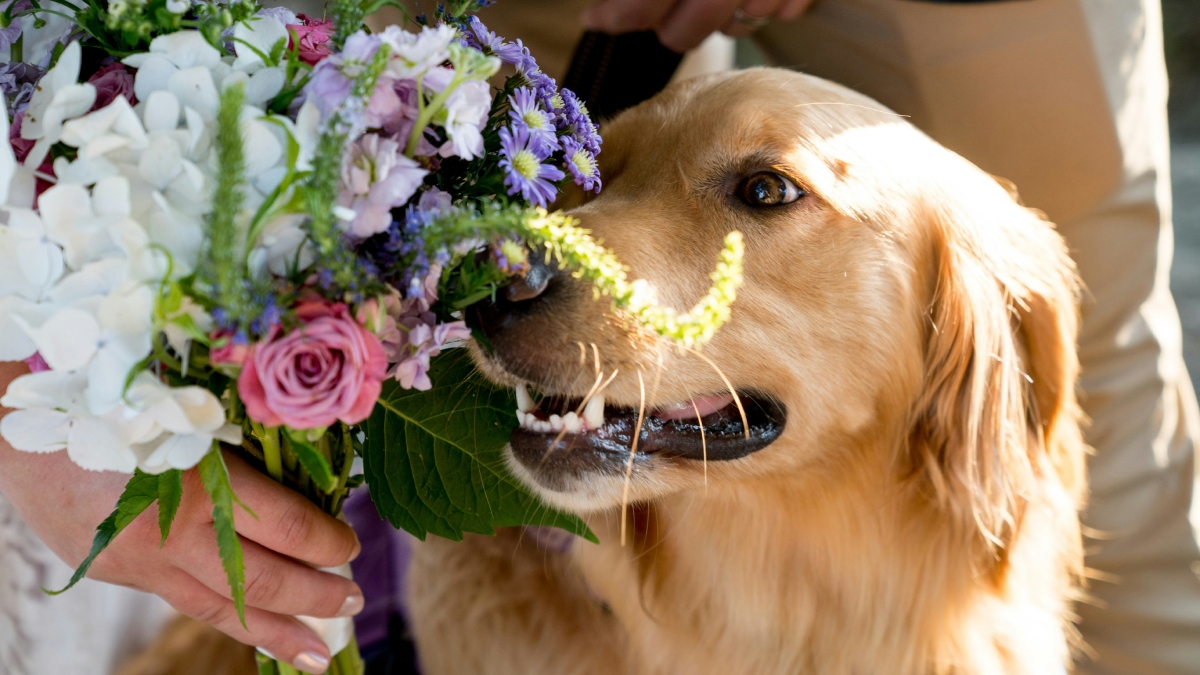 Golden Retriever Steals Spotlight During Wedding As Ring Bearer ...