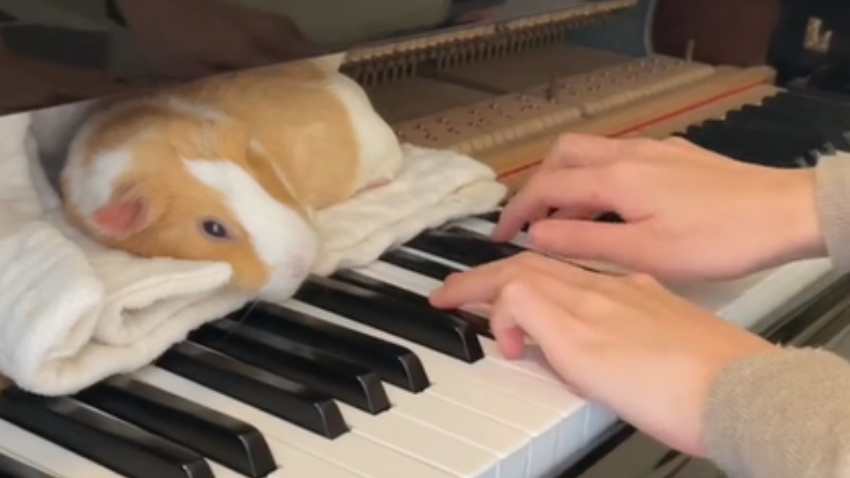 Guinea Pig Gets Front Row Seat To "Clair De Lune" & It's Lovely ...