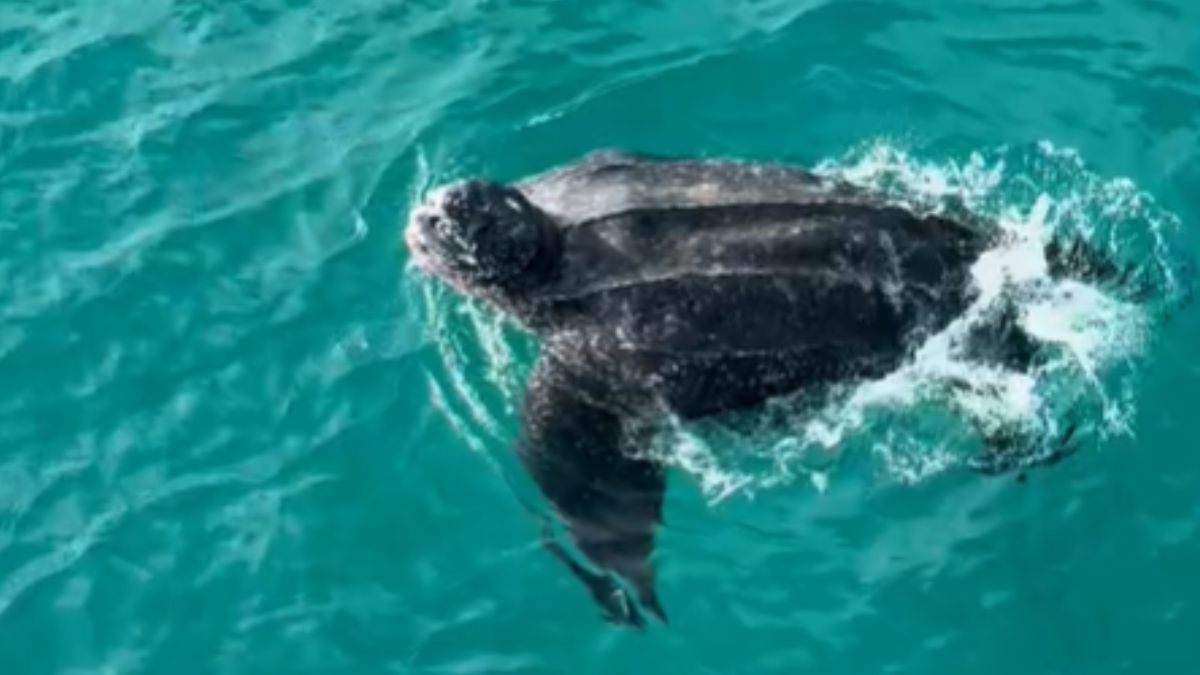 Boaters Capture Footage Of Sea Turtle Checking Out Their Ship