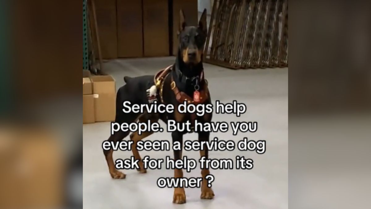 Service Dog Asks His Owner For Help With Very Important Issue