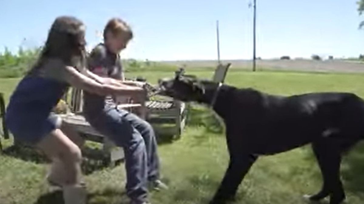 Meet Kevin, The Tallest Dog In The World – InspireMore