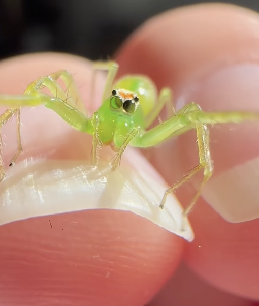Meet This Tiny Green Spider With The Cutest "Googly Eyes" – InspireMore