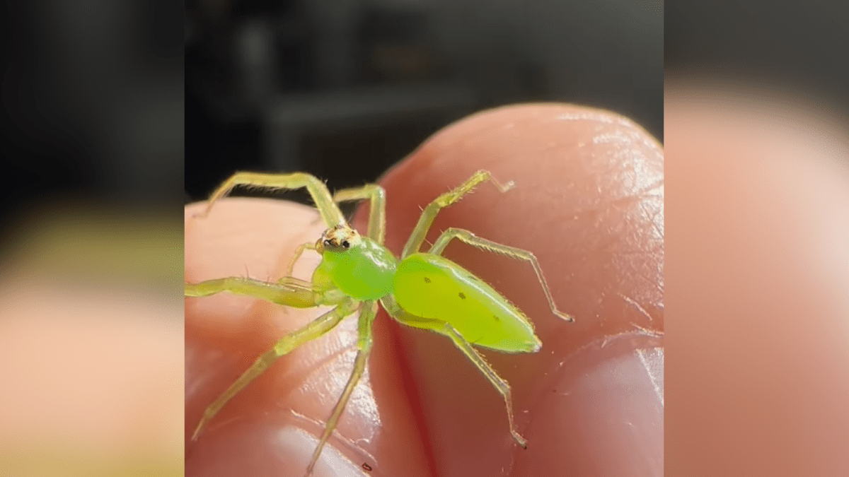 Meet This Tiny Green Spider With The Cutest "Googly Eyes" – InspireMore