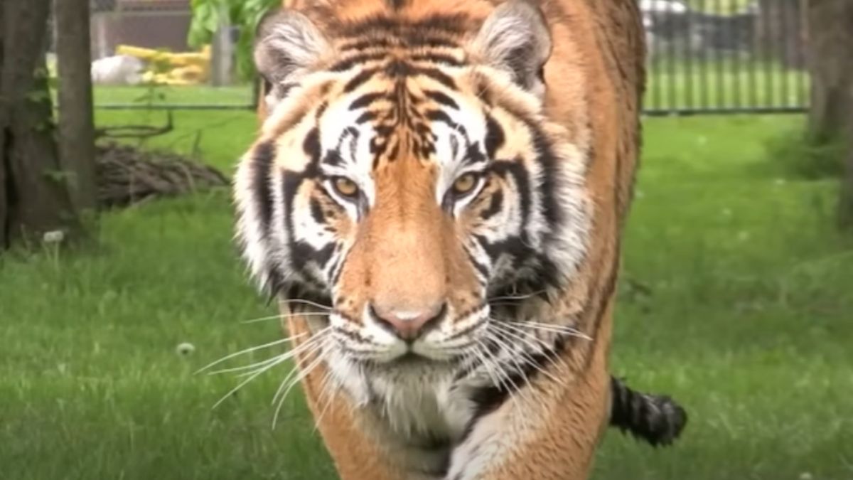Keeper Captures Tiger Stalking Him As His Back Is Turned