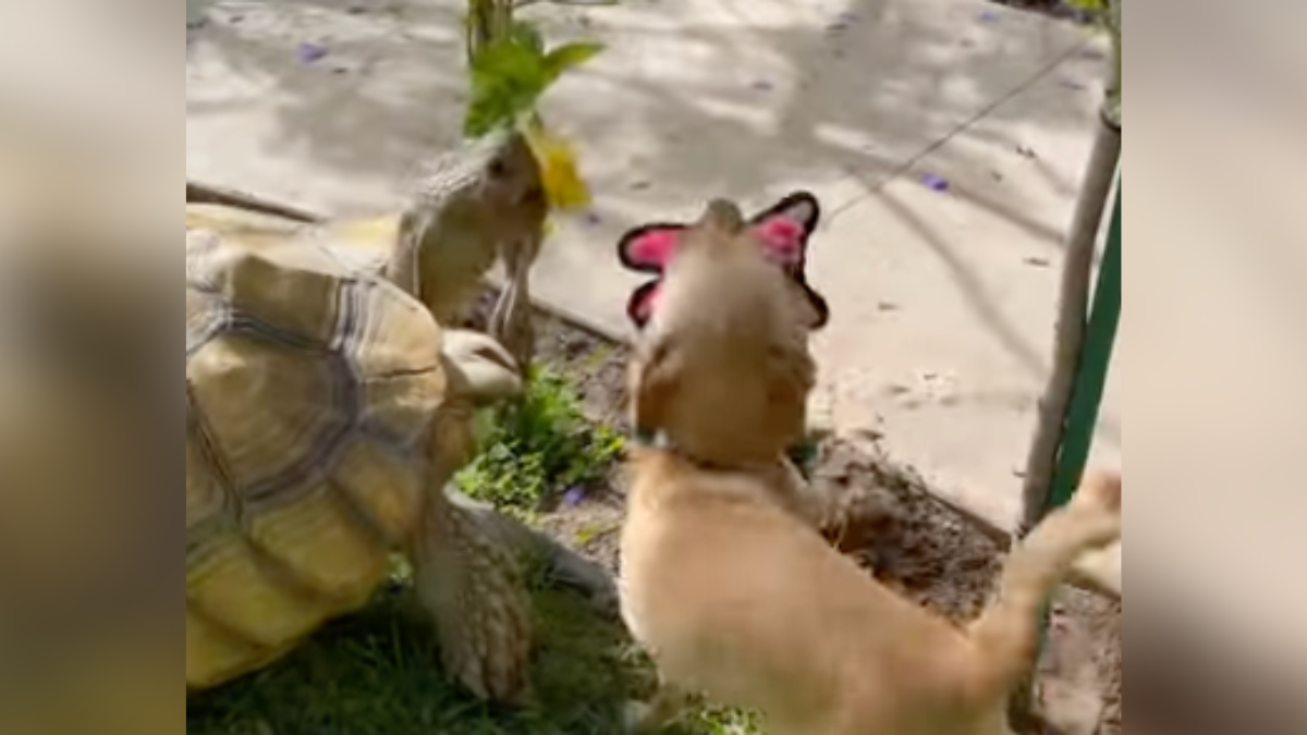 Unlikely Animal Friends: Chihuahua & Tortoise Make The Cutest Pair ...