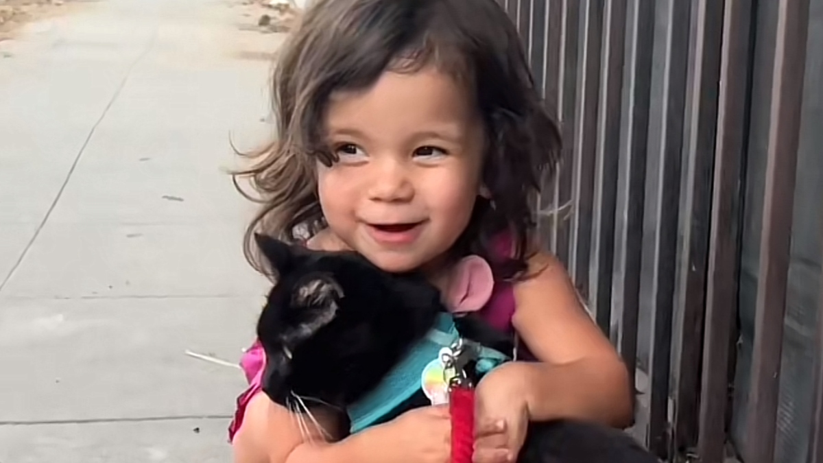 Video Of Toddler Meeting Cat Is Proof That Soulmates Exist