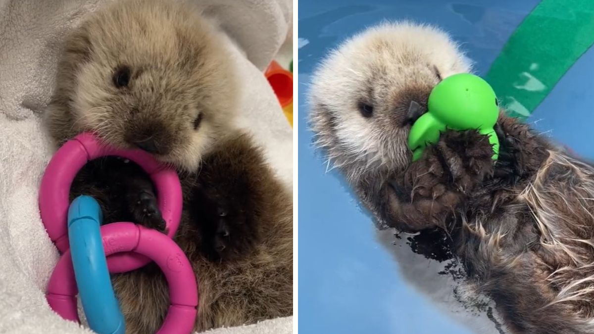 Adorable: Tiny Sea Otter Pup Shows Us Her Best Swim Moves – InspireMore