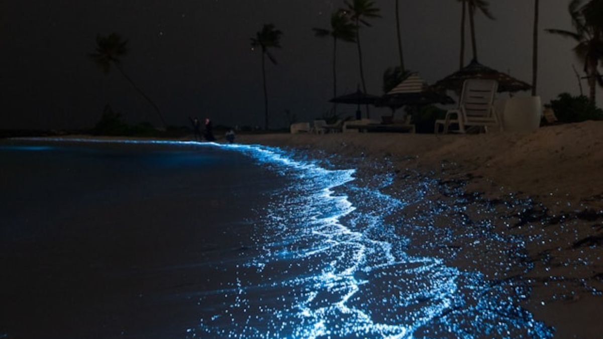 Footage Shows Dolphin Glowing Swimming Thru Bioluminescence – InspireMore