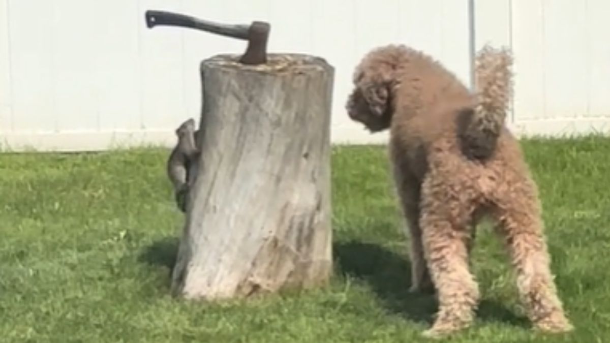 Squirrel Uses Tree Stump To Evade Dog With Impressive Skill