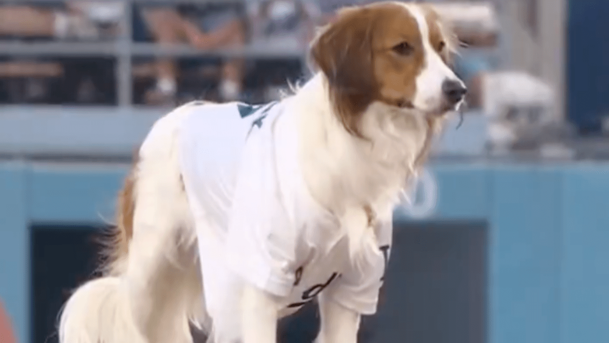 Dodgers' Star Shohei Ohtani Brings His Dog Out For First Pitch