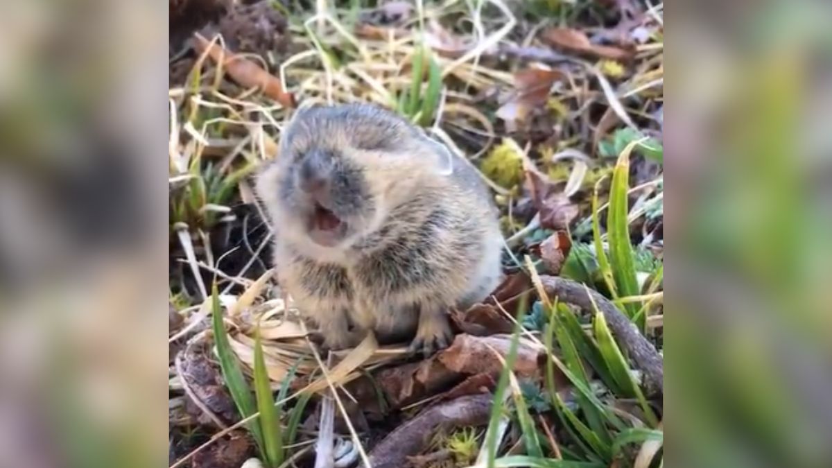 Baby Pika's Call Is The Cutest Thing You'll Hear Today