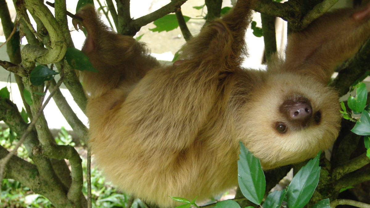 Atlanta Zoo Just Welcomed A Baby Hoffmann’s Two-Toed Sloth— If You've ...