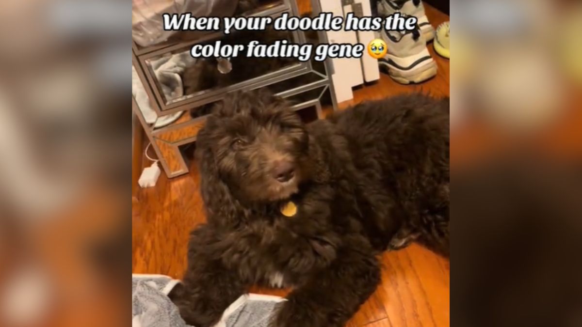 Dog Mom Shares That Her "Doodle Has The Color Fading Gene"