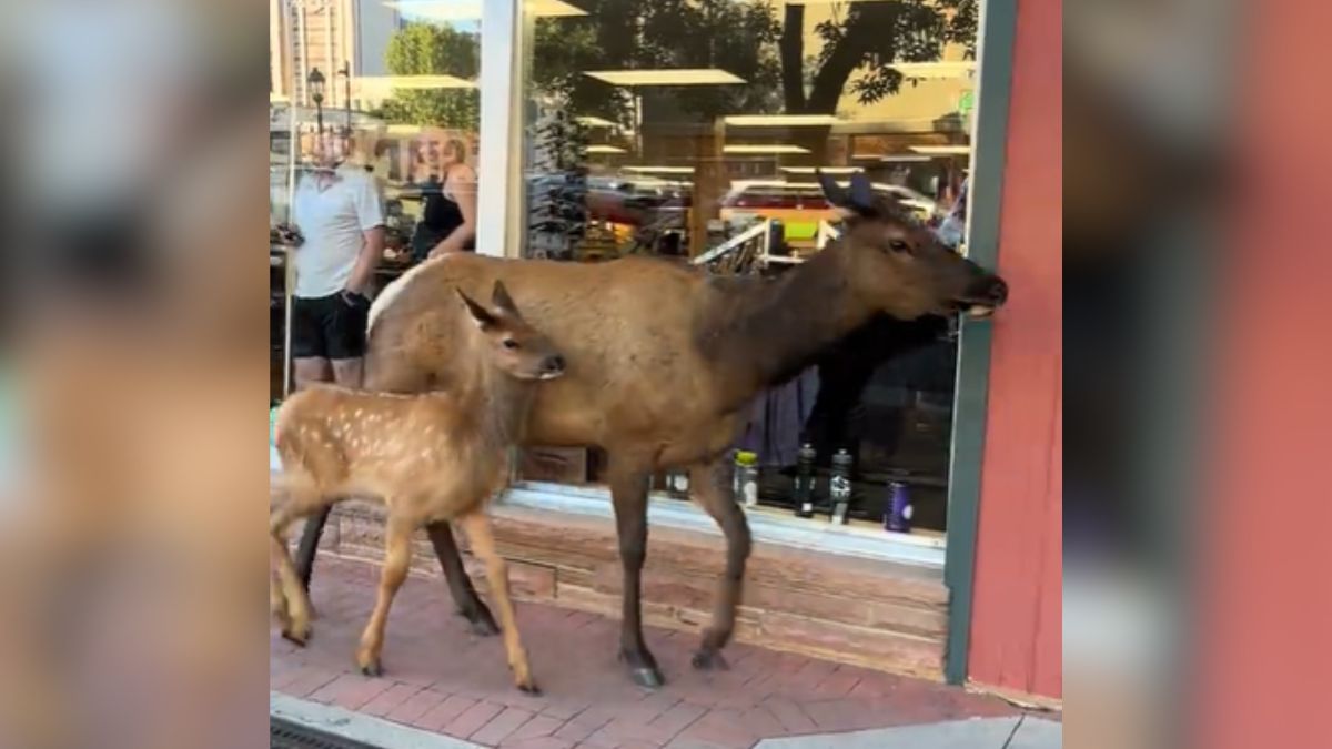 Elk And Calf Take A Stroll Through Busy Downtown In Colorado