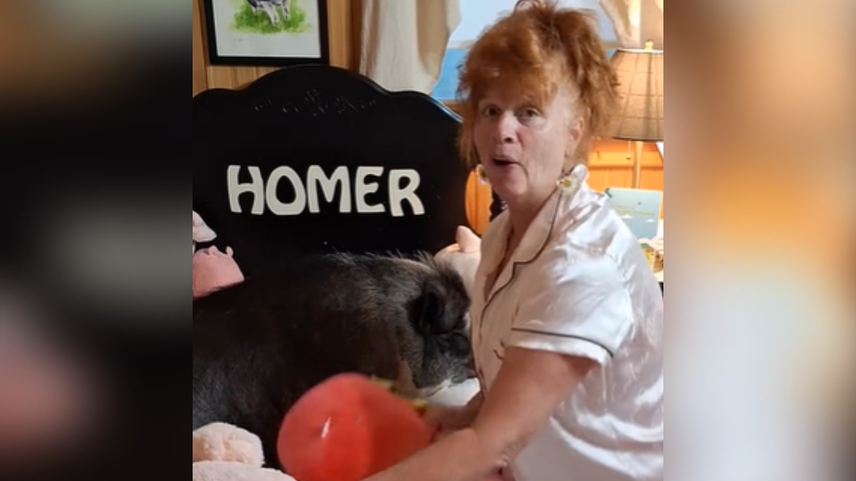 Homer The Pig Shows Off His Cozy Bedtime Routine With Mom – InspireMore
