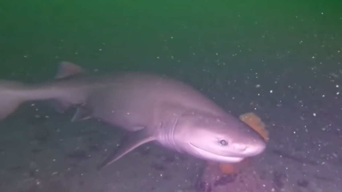 Sighting Of A Lifetime: Divers Come Across Rare Shark Species – InspireMore