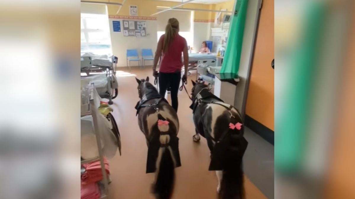 Therapy Ponies Visit Hospital Patients In Heartwarming Clip