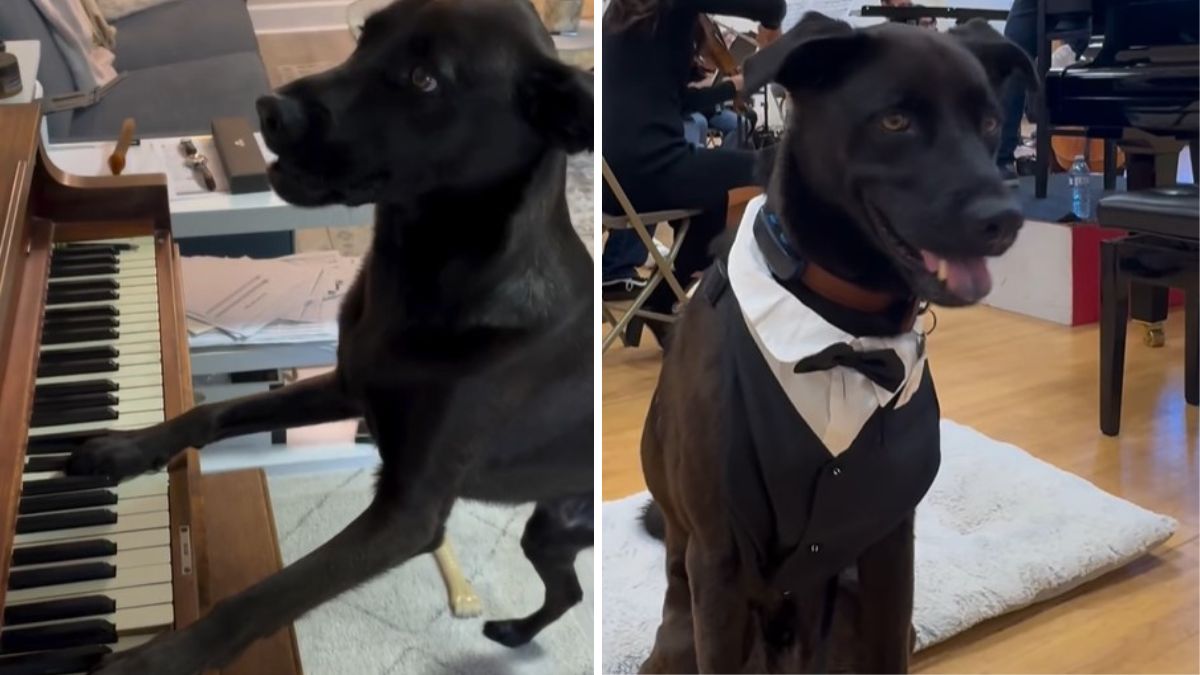 Dog Adorably "Demands" Live Music From Pianist Mom – InspireMore