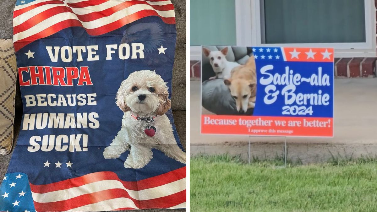 Neighboring Pups Join 2024 Presidential Campaign With Gusto! – InspireMore